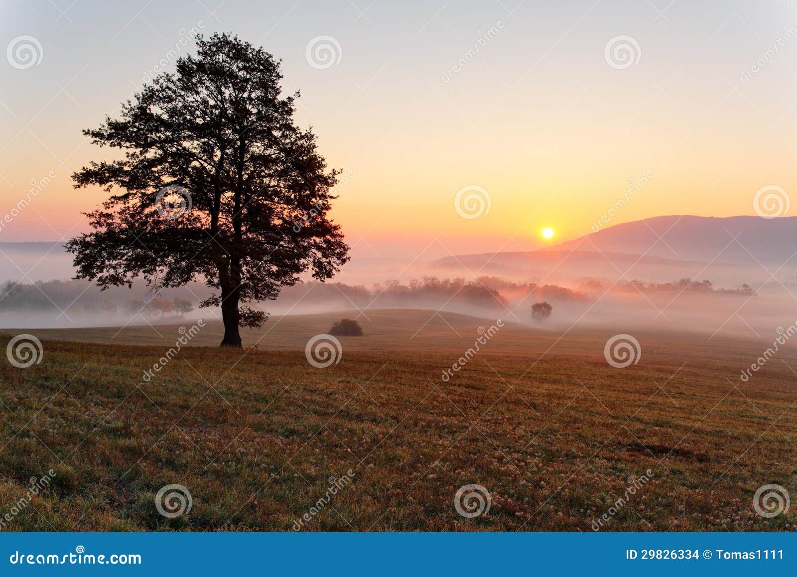 Alone Tree on Meadow at Sunset with Sun and Mist - Panorama Stock Photo ...
