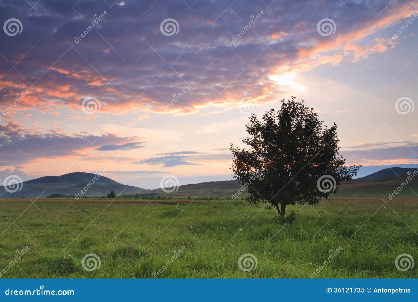 Alone Tree on Meadow at Sunset with Sun Stock Image - Image of pasture ...