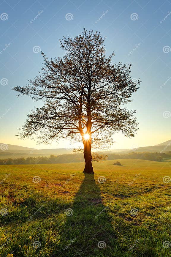Alone Tree on Meadow at Sunset with Sun and Mist Stock Image - Image of ...