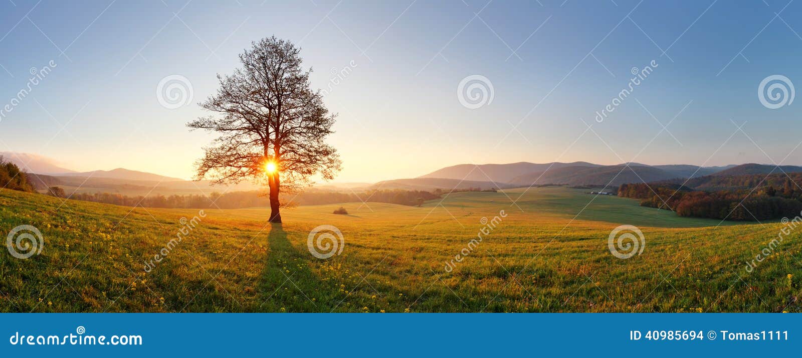 Alone Tree on Meadow at Sunset with Sun and Mist - Panorama Stock Photo ...