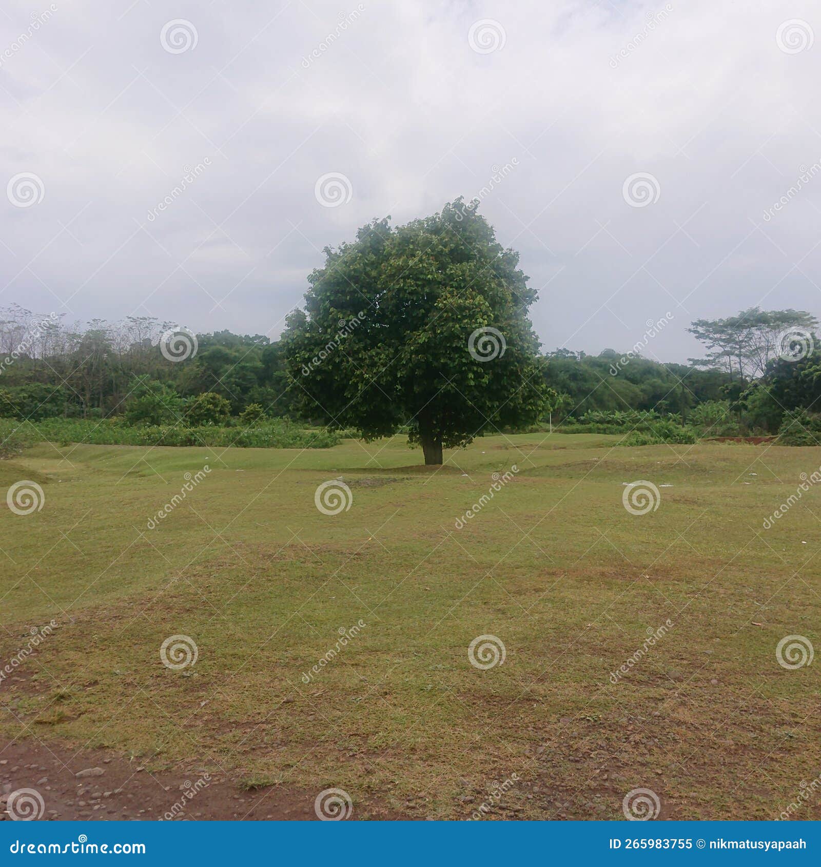 Alone Tree in the Middle of Field Stock Image - Image of reflection ...