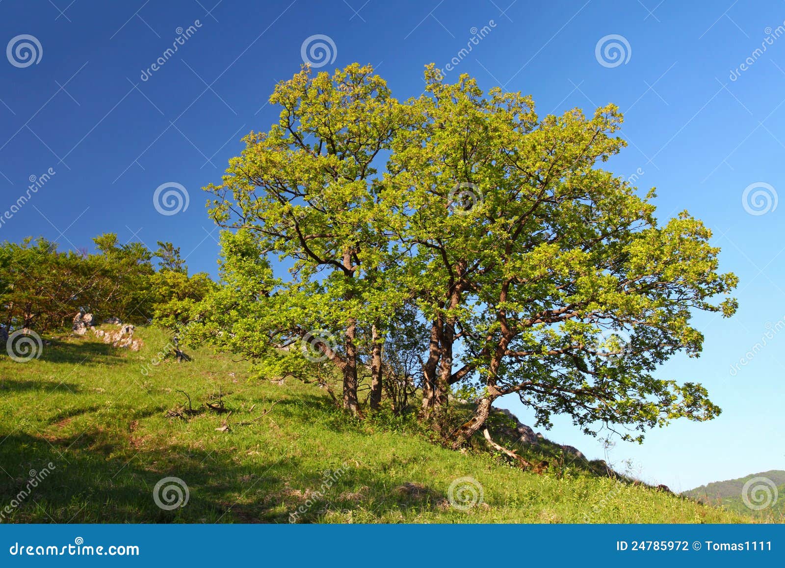Alone tree in mountain stock photo. Image of country - 24785972
