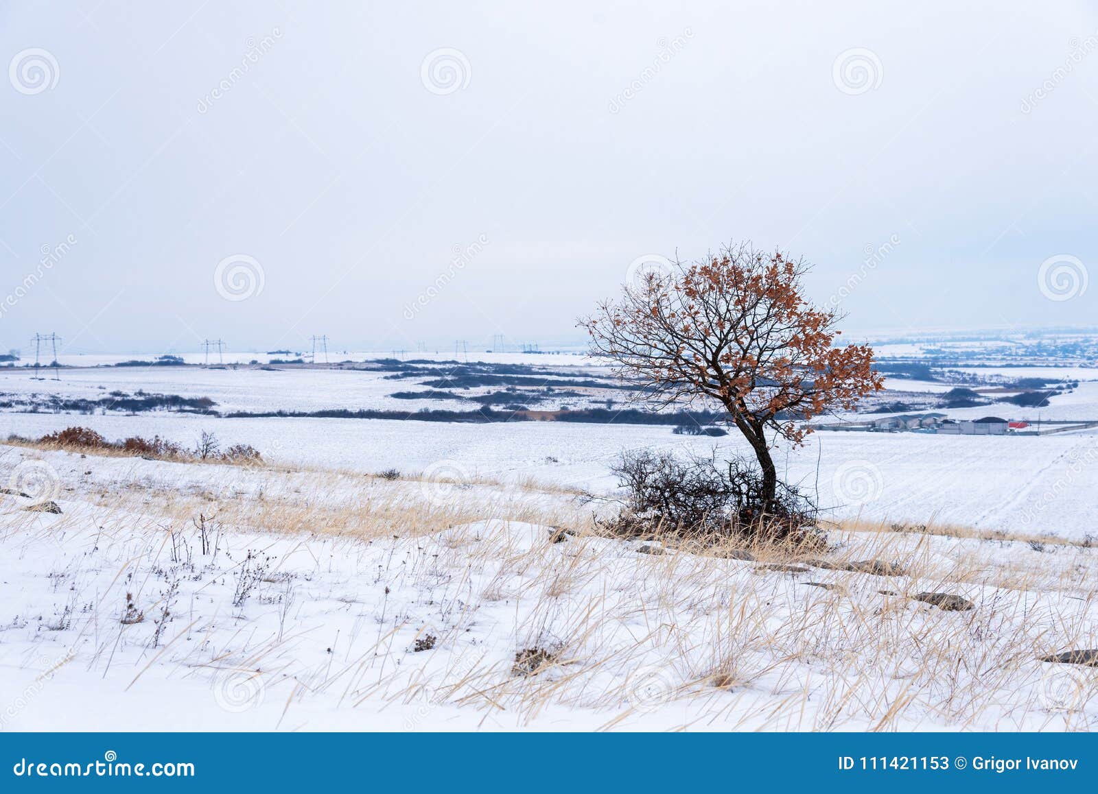 Alone Tree. First Winter Snow. Stock Image - Image of garden, grassland ...