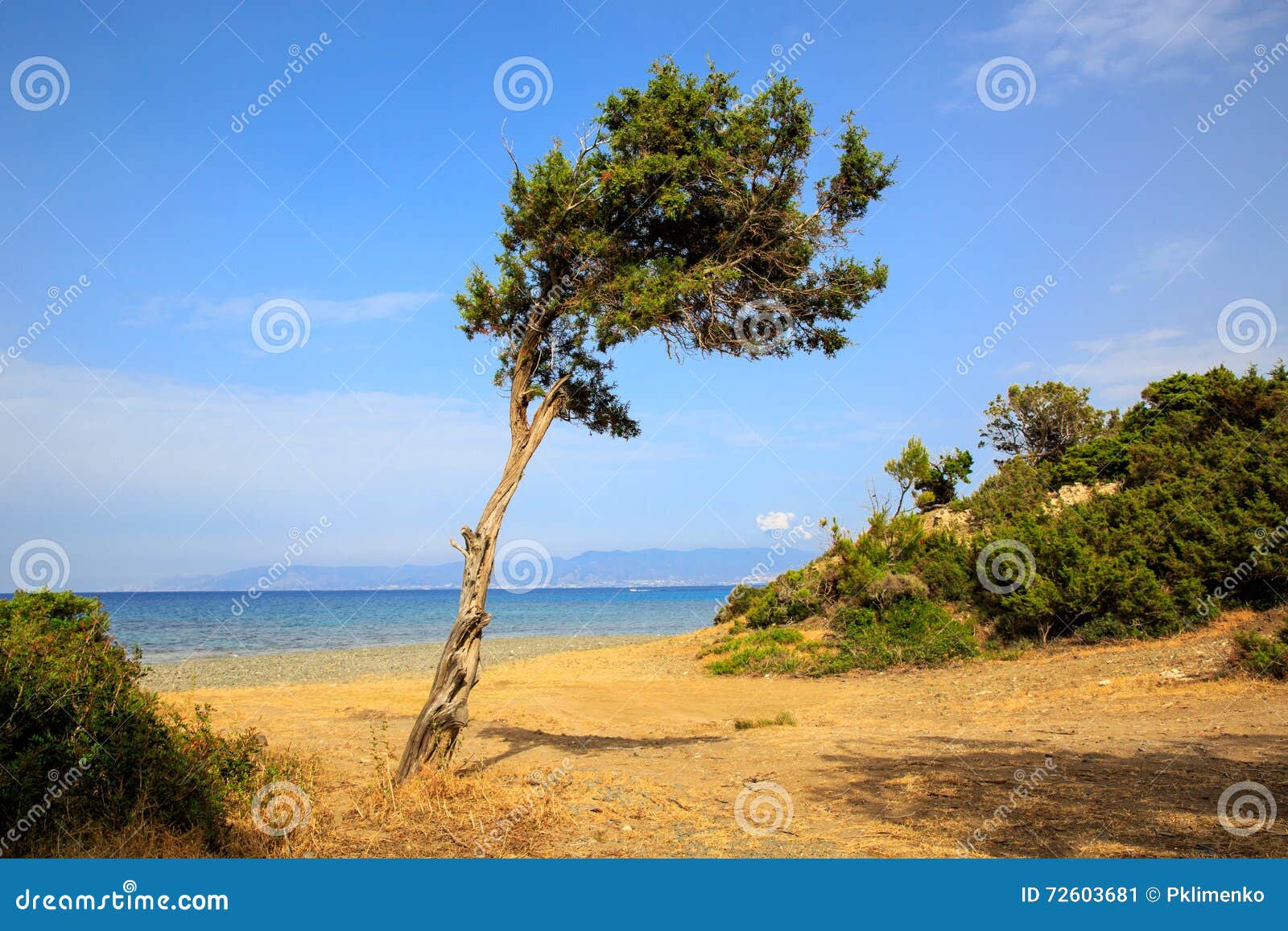 Alone tree near sea stock image. Image of natural, tree - 72603681