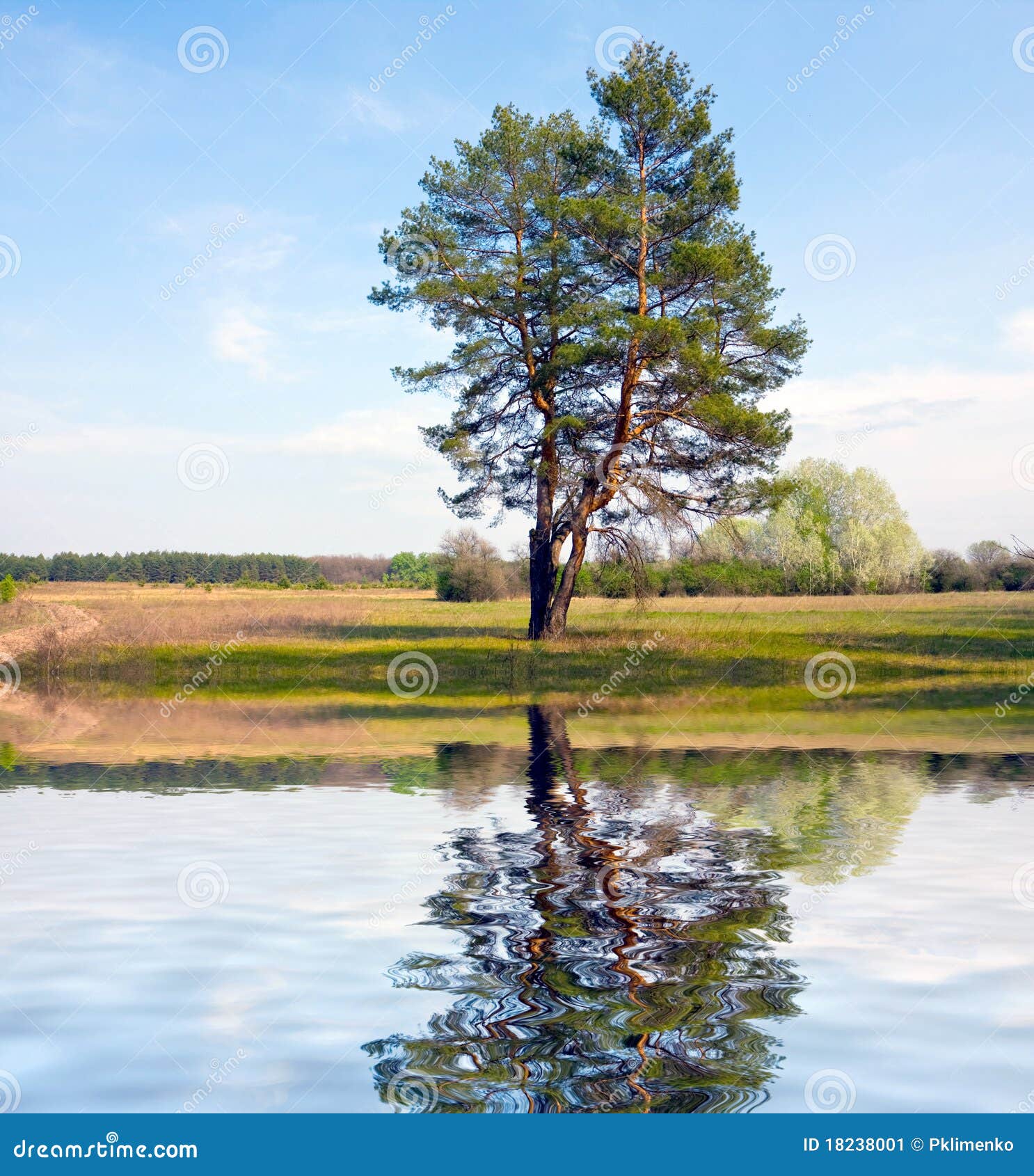 Alone tree near water stock image. Image of green, landscape - 18238001