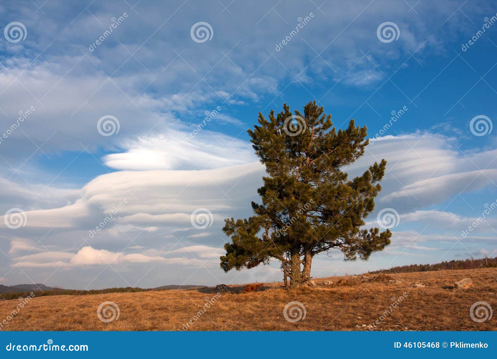 Alone tree stock photo. Image of meadow, blue, hill, outdoors - 46105468