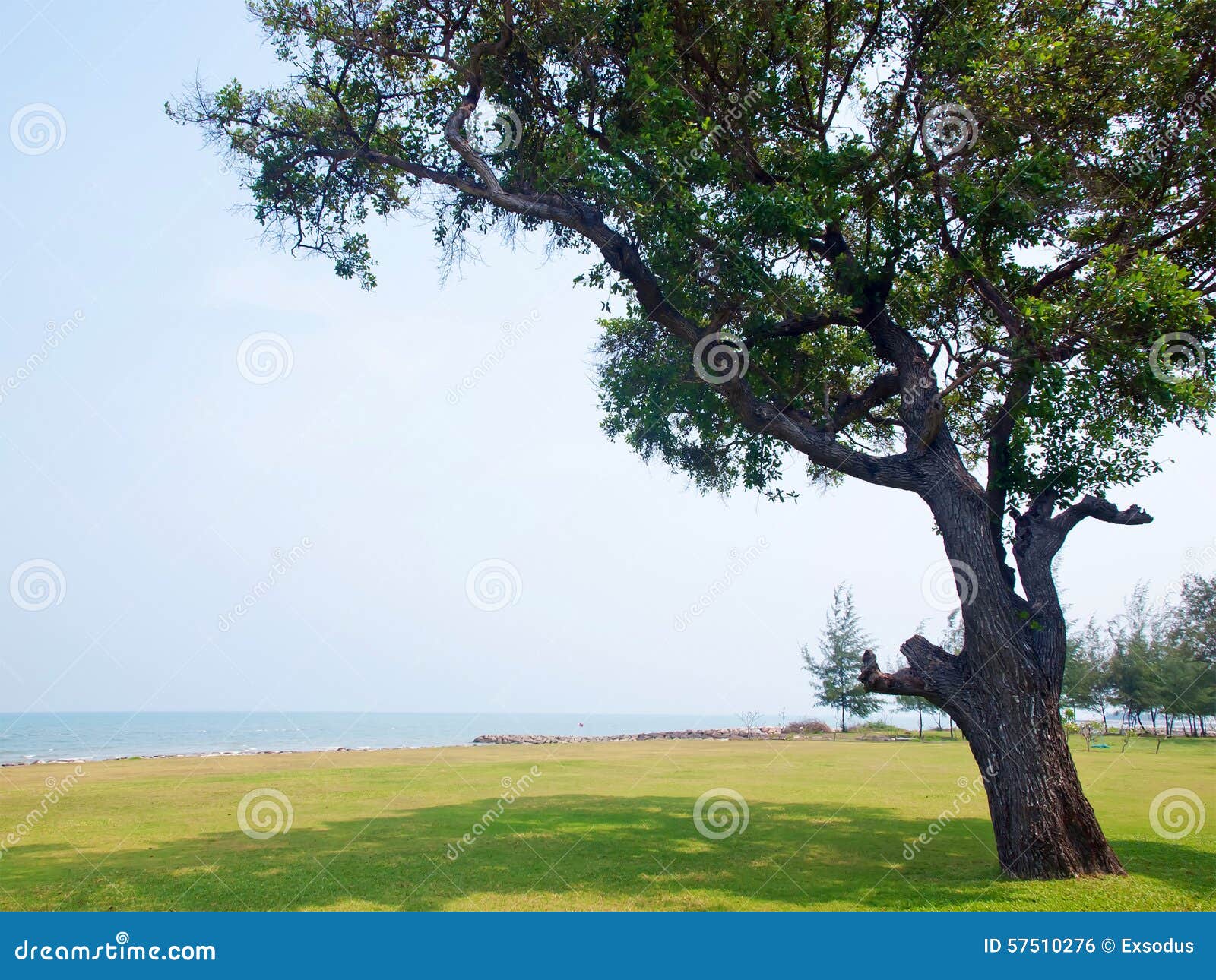 Alone tree stock photo. Image of coast, garden, beautiful - 57510276