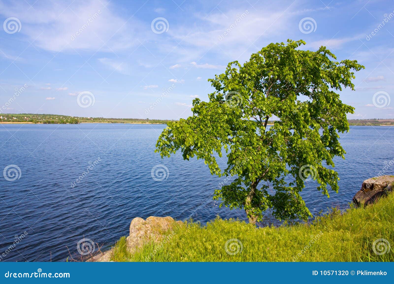 Alone tree on riverside stock photo. Image of grow, rural - 10571320