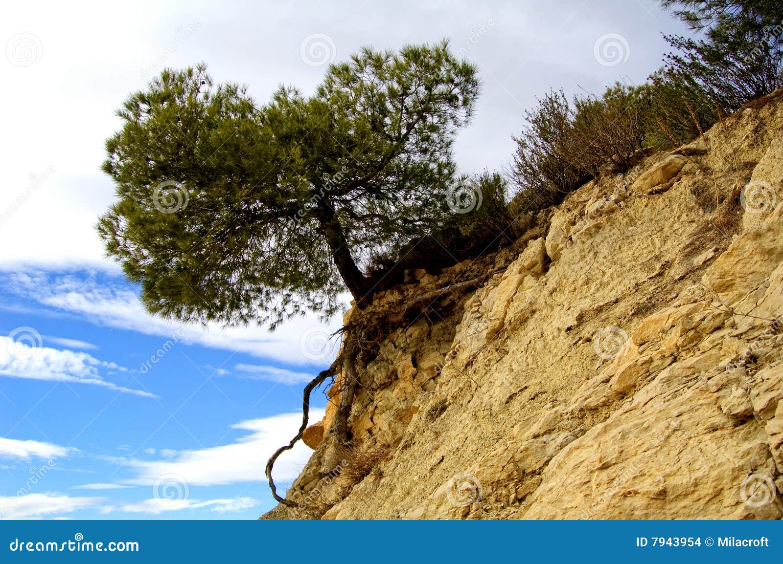 Alone tree on the rock stock photo. Image of countryside - 7943954