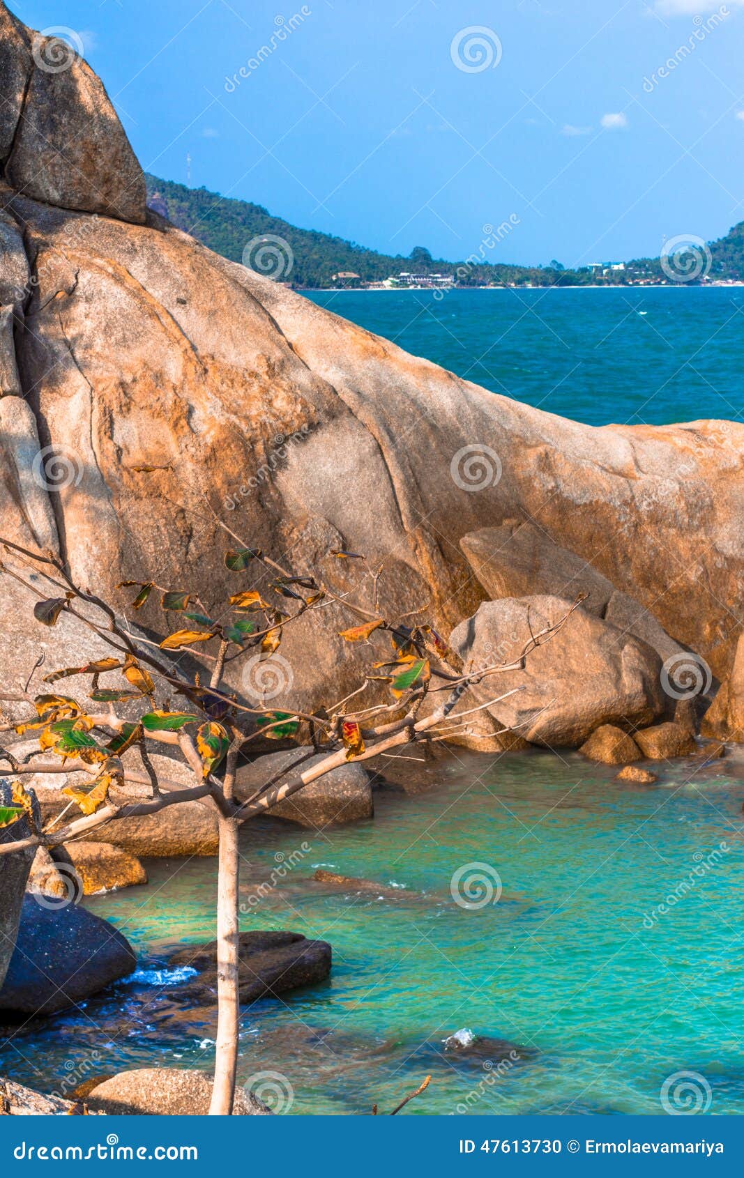 Alone Tree in Rocks on the Beach Stock Photo - Image of spring, grass ...