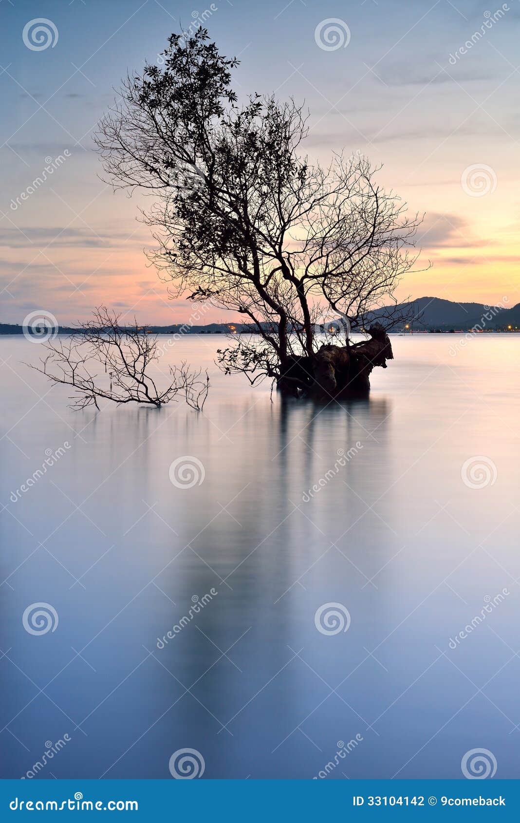 Alone tree stock photo. Image of tropical, water, light - 33104142