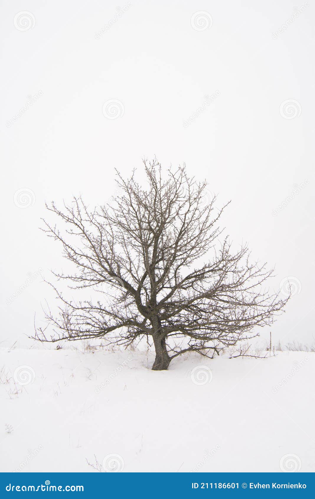 Alone tree in snow stock image. Image of snowy, alone - 211186601