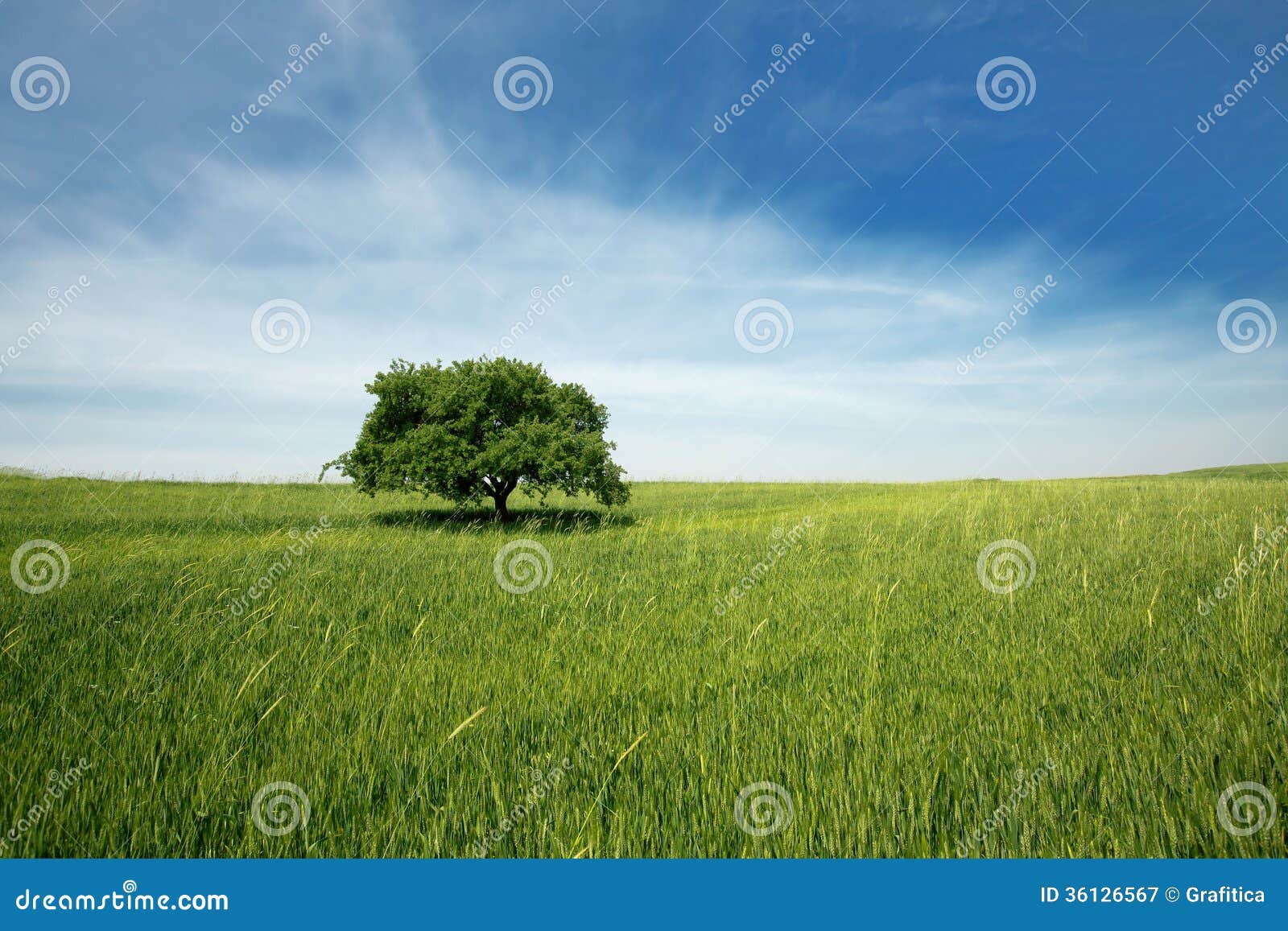 Alone tree stock image. Image of beauty, agriculture - 36126567