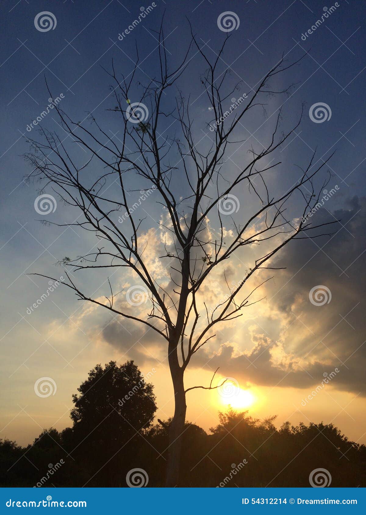 Alone tree stock photo. Image of thailand, landscape - 54312214