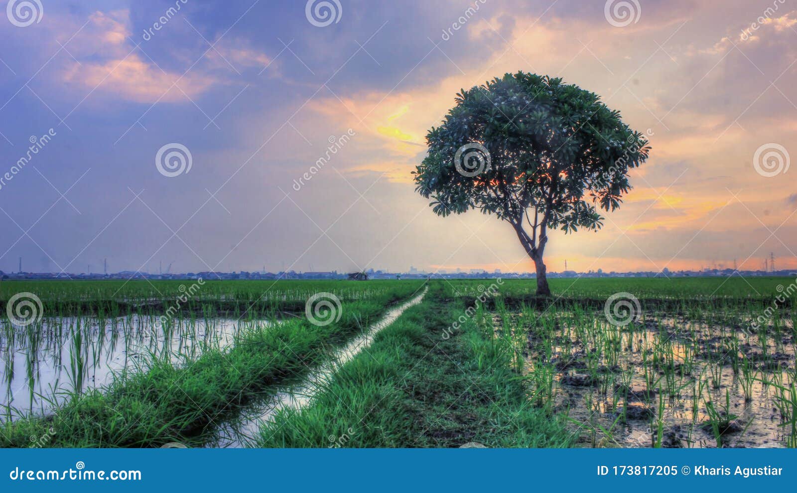 Alone Tree Sunsets Landscape Nature Stock Image - Image of alone ...