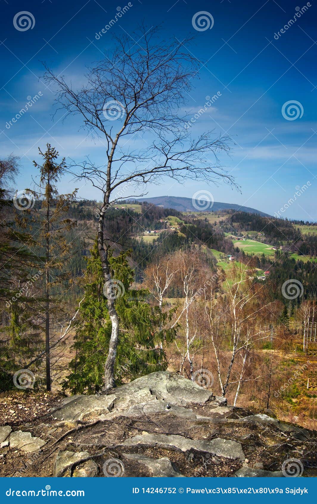 Alone Tree on the Top of the Mountain Stock Photo - Image of colorfull ...