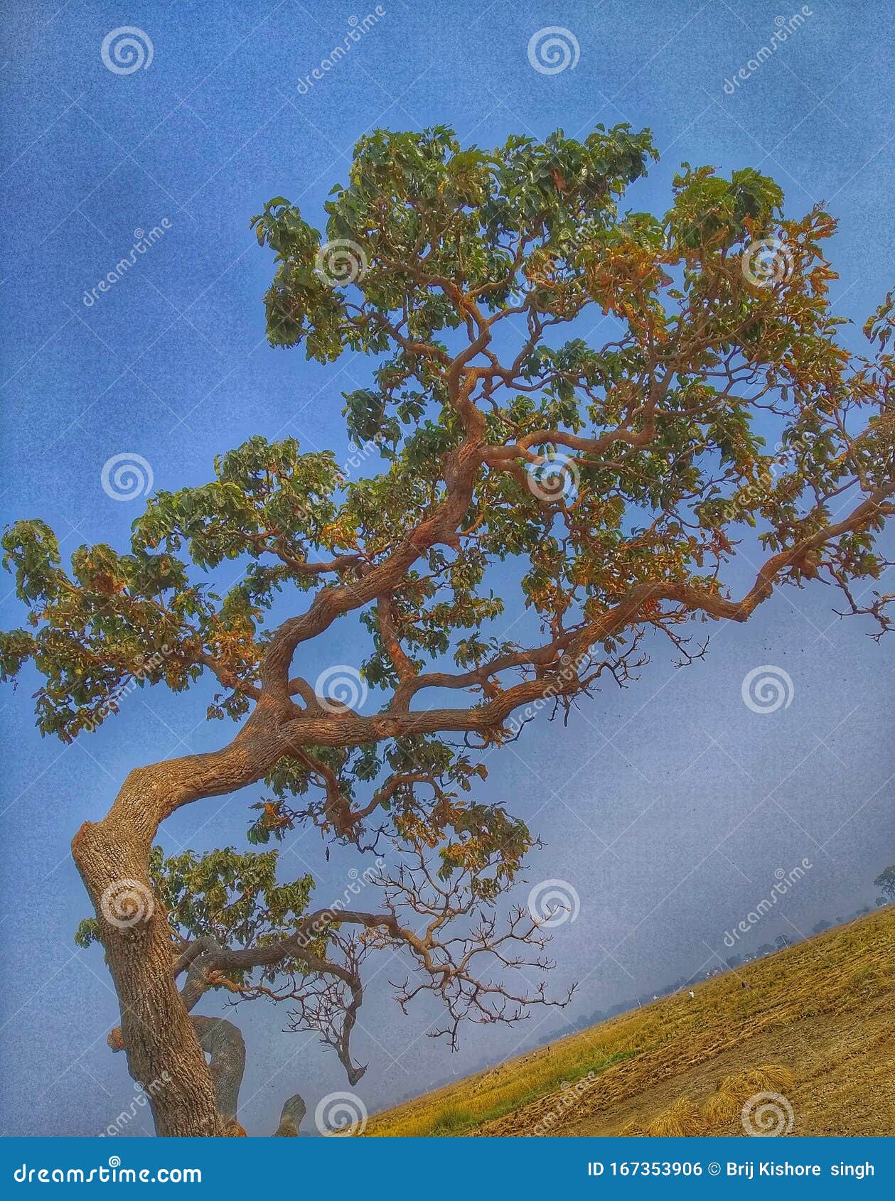 Alone Tree is Waiting for Someone To Give Shead Stock Photo - Image of ...