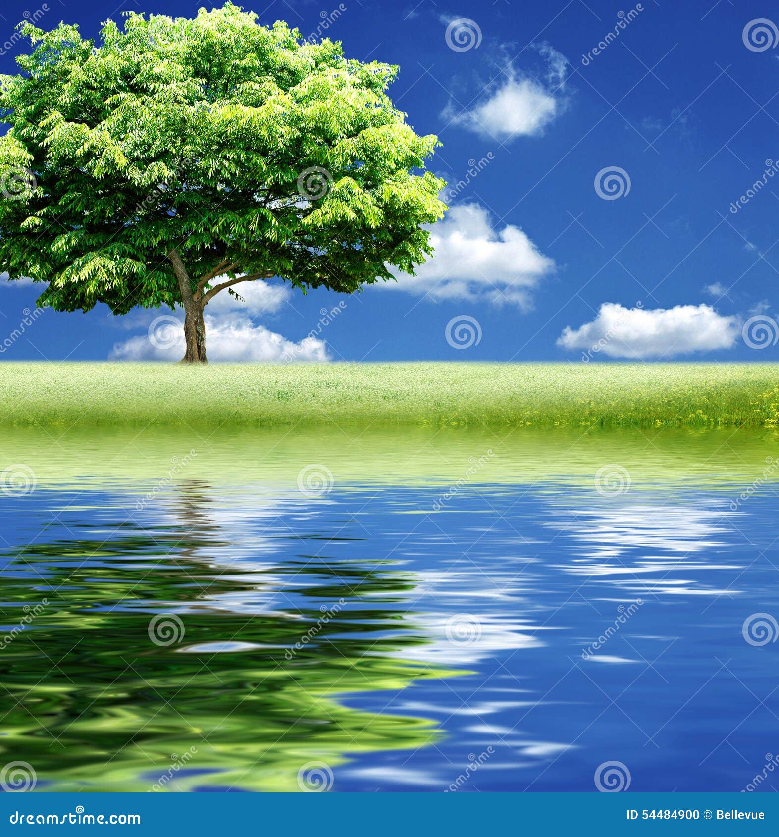 Alone Tree with Water Reflection Stock Photo - Image of flora, nature ...