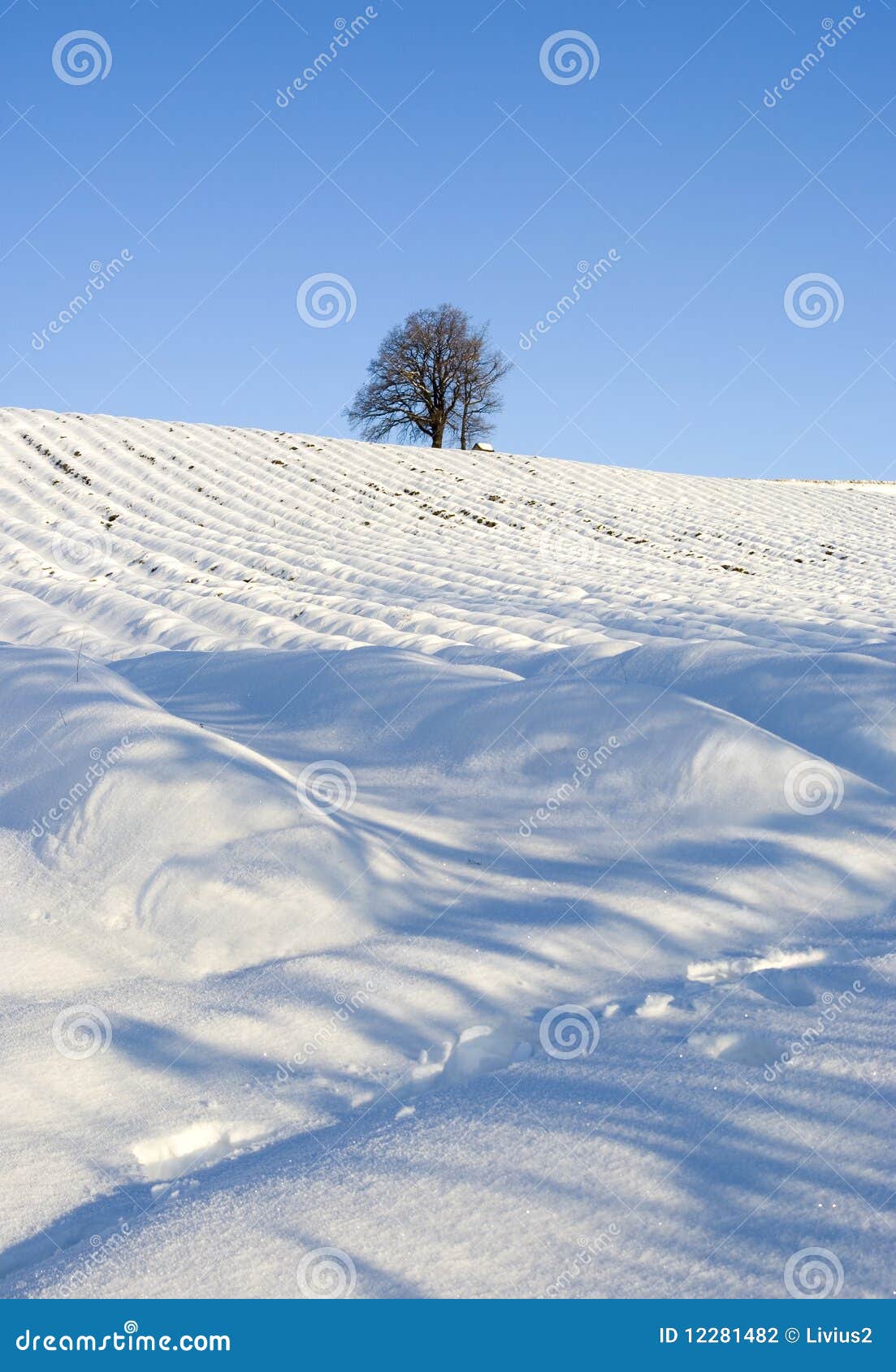 Alone tree in winter stock photo. Image of cold, nature - 12281482