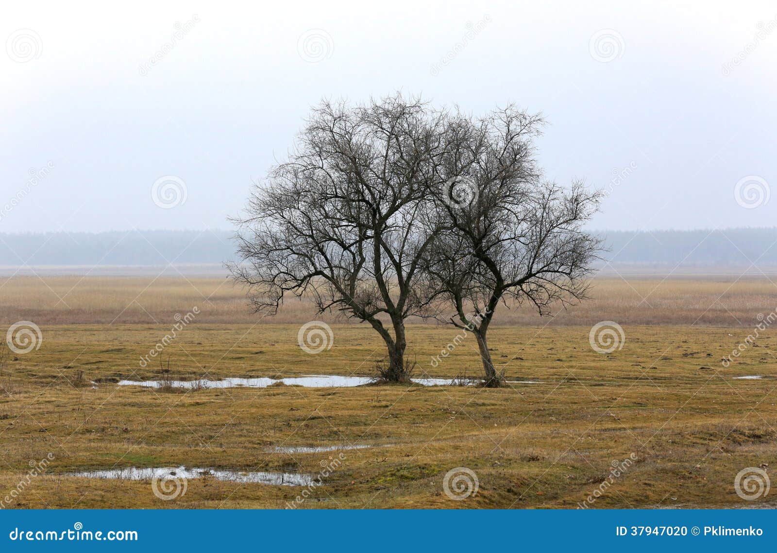 Alone Tress Spring Meadow Stock Photos - Free & Royalty-Free Stock ...