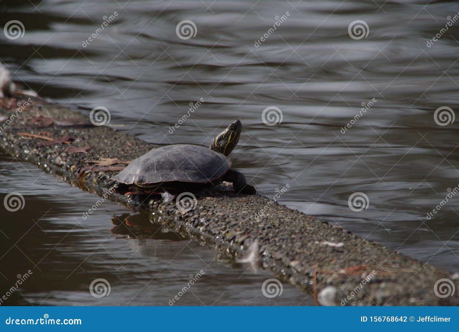 Alone Turtle Hanging Out in a Shallow Pond Stock Photo - Image of ...