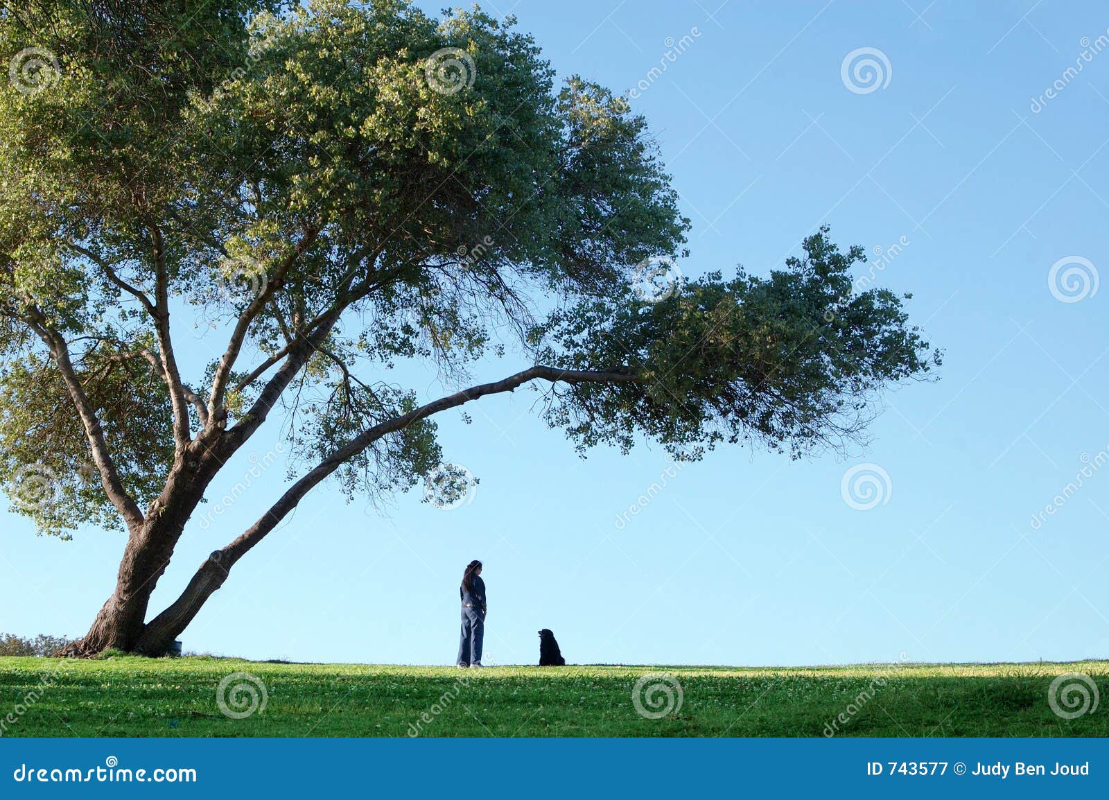 Alone under the big tree stock image. Image of scenic, single - 743577