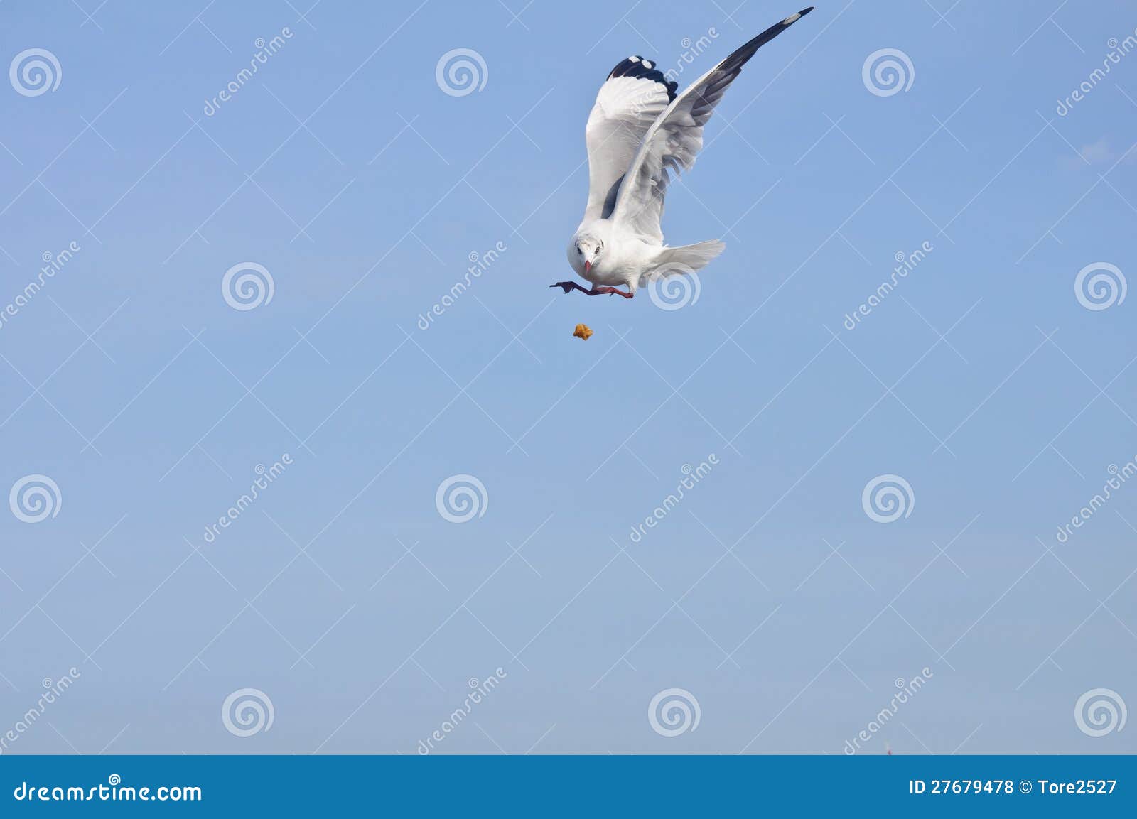 Alone White Seagull Catch Food in Blue Sky Stock Photo - Image of blue ...