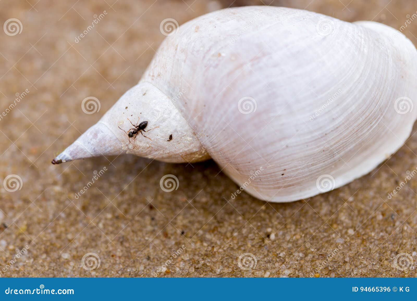 Alone White Shell with an Ant on a Sand Beach. Close-up Stock Photo ...
