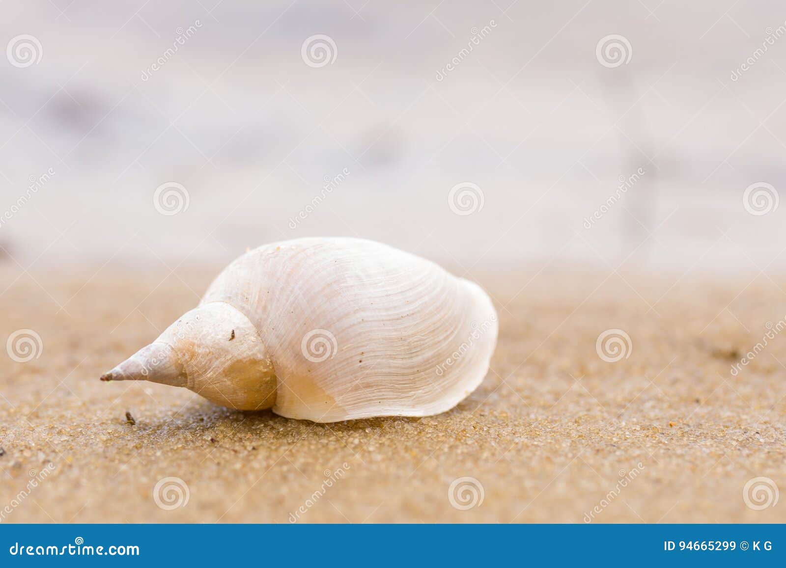 Alone White Shell on a Sand Beach. Close-up. Stock Image - Image of ...