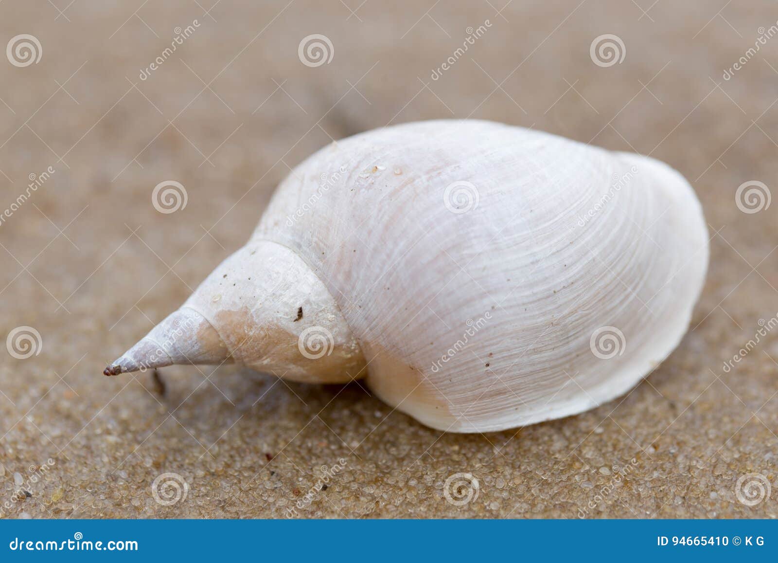 Alone White Shell on a Sand Beach. Close-up. Stock Photo - Image of ...