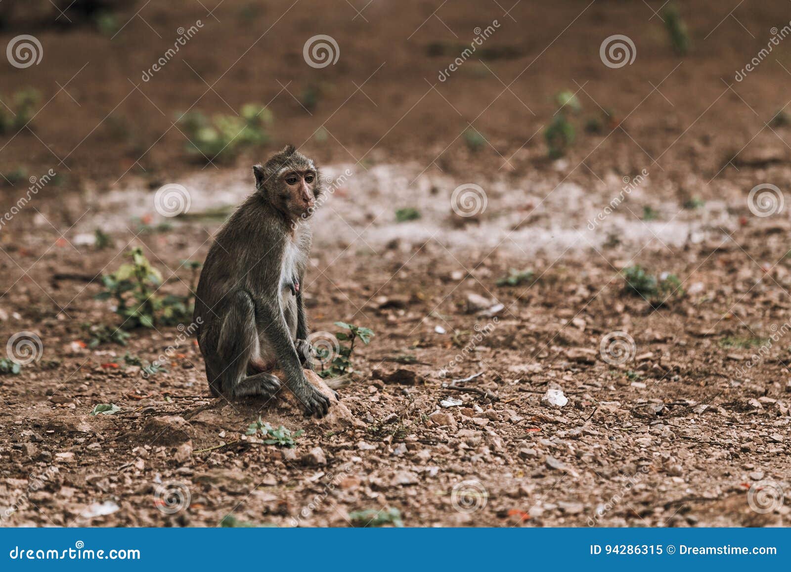 Alone wild sad monkey stock image. Image of face, chimp - 94286315