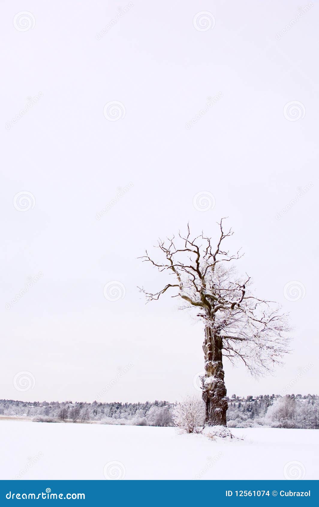 Alone winter tree stock photo. Image of horizontal, tree - 12561074