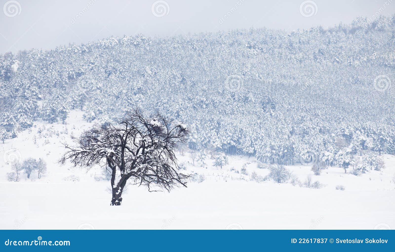 Alone winter tree stock image. Image of forest, nature - 22617837