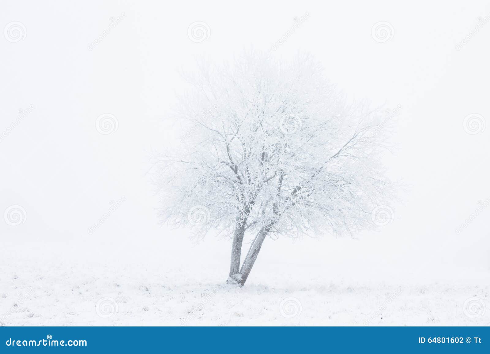 Alone winter tree stock photo. Image of branch, peaceful - 64801602