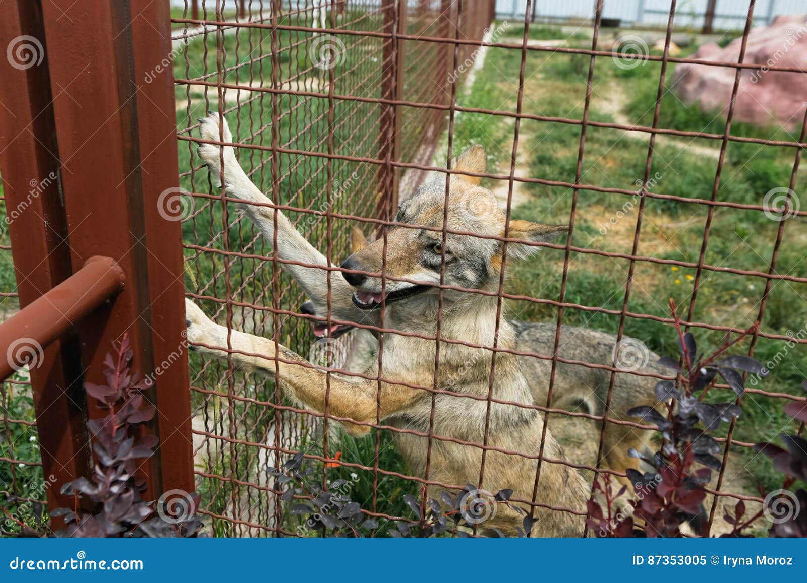 Alone Wolf Howling At The Full Moon Its Dark Silhouette Image Royalty ...