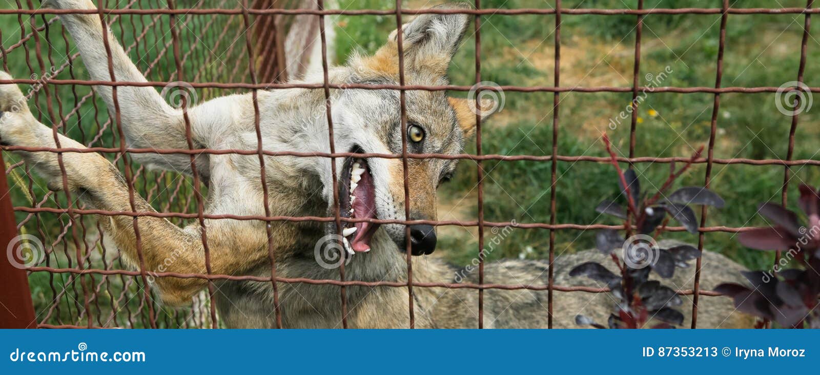 Alone Wolf Howling At The Full Moon Its Dark Silhouette Image Royalty ...