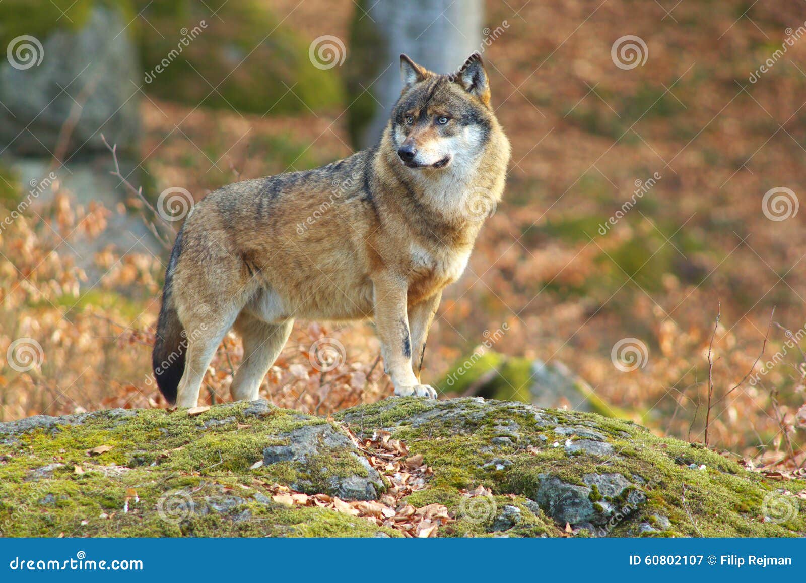 Alone Wolf in Forest stock image. Image of hair, natural - 60802107