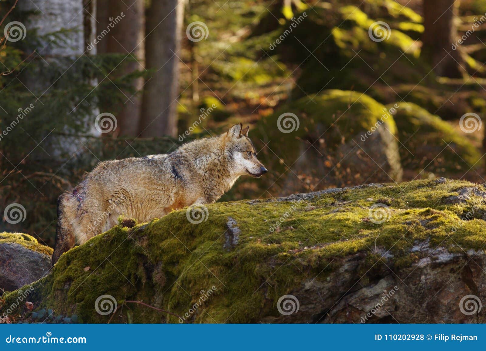 Wolf in the forest stock photo. Image of face, nature - 110202928