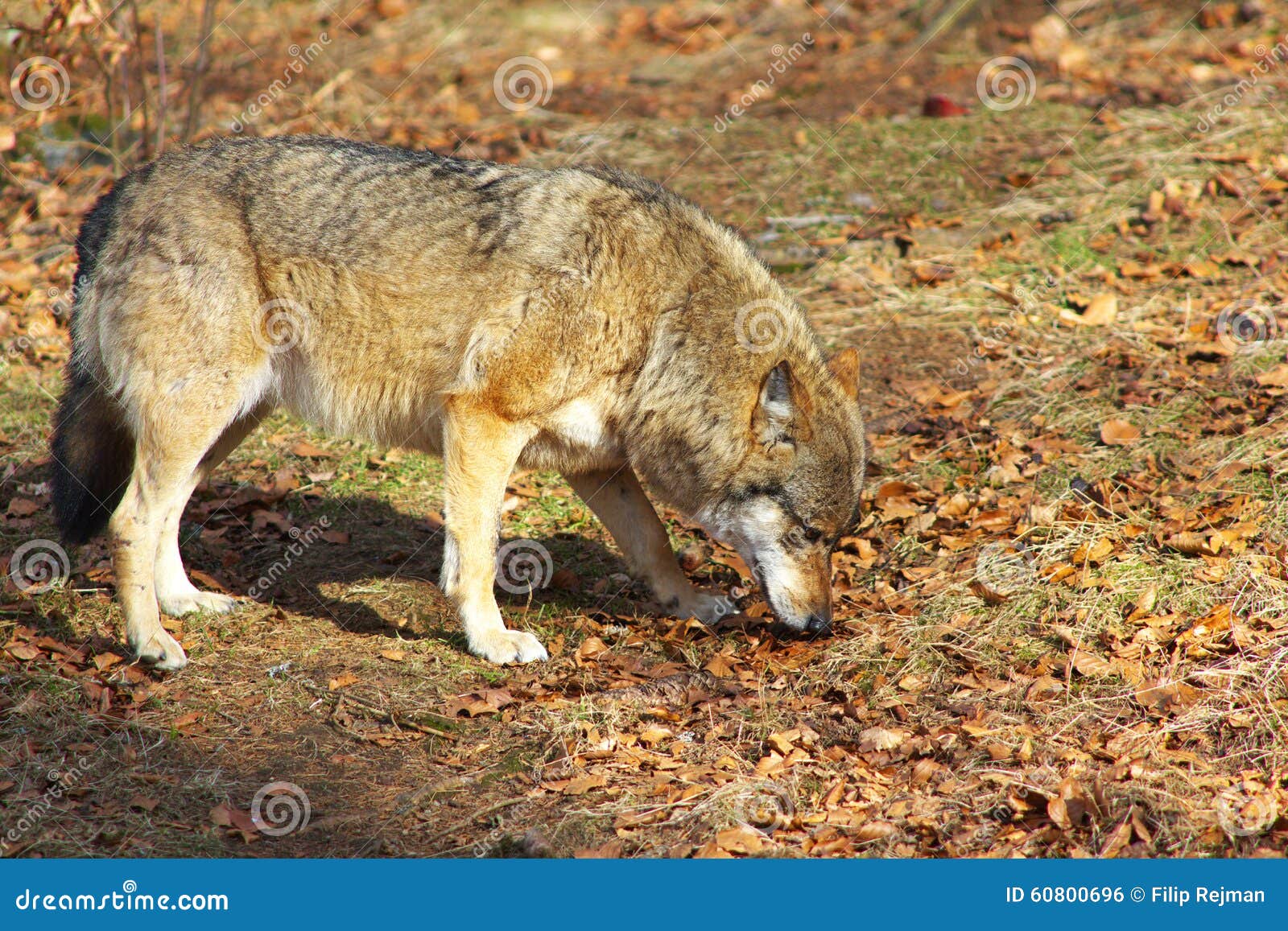 Alone Wolf stock photo. Image of wild, animal, lupus - 60800696