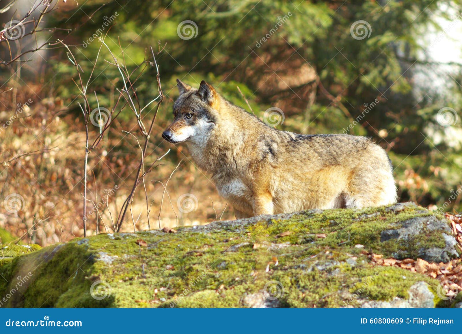 Alone Wolf Howling At The Full Moon Its Dark Silhouette Image Royalty ...