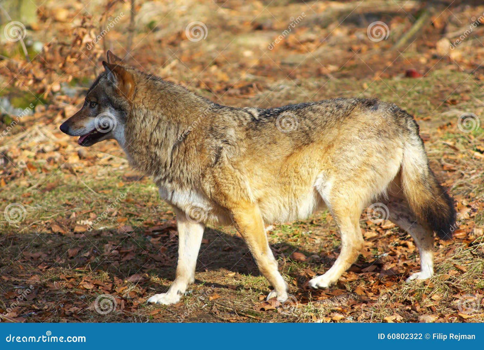 Alone Wolf Howling At The Full Moon Its Dark Silhouette Image Royalty ...