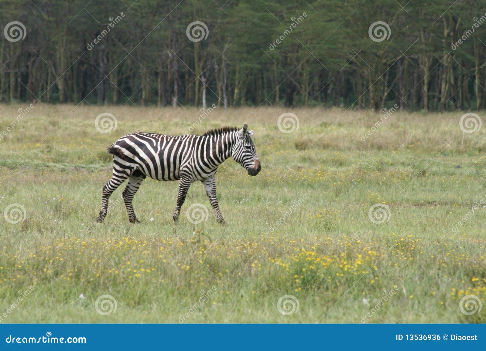 Alone zebra stock photo. Image of zebra, park, kenya - 13536936
