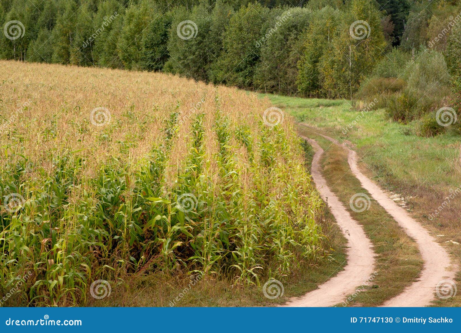 Along the cornfield road stock photo. Image of lane, cornfield - 71747130