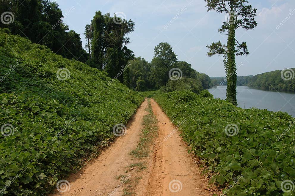 Along the kudzu path stock photo. Image of water, north - 6030502