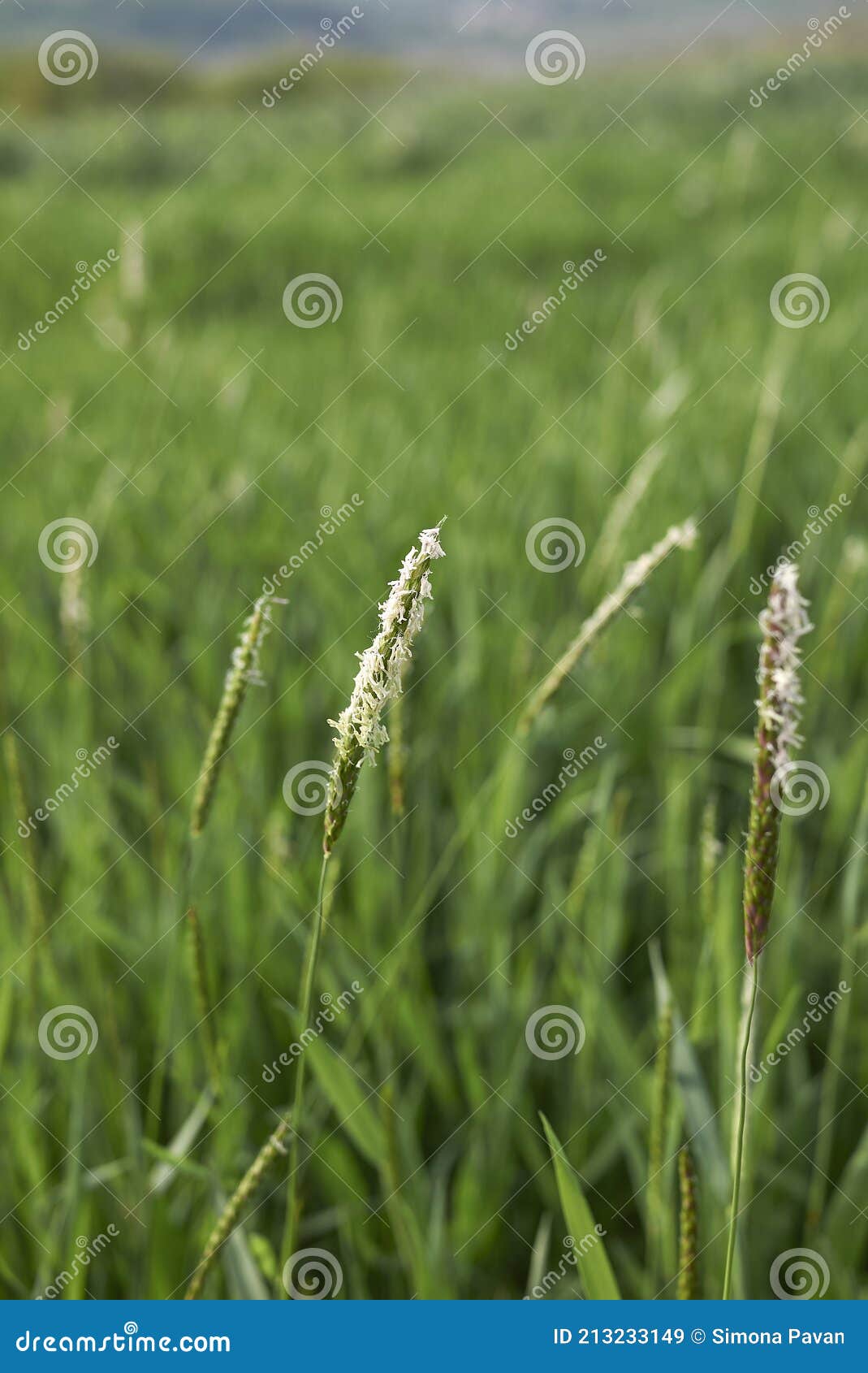 Alopecurus Myosuroides in Bloom Stock Image - Image of natural ...