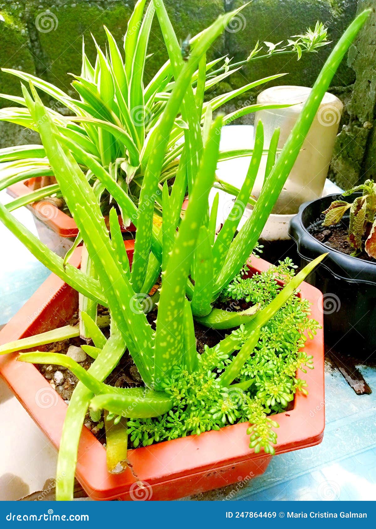 Alovera in the Backyard from the Philippines Stock Image - Image of ...