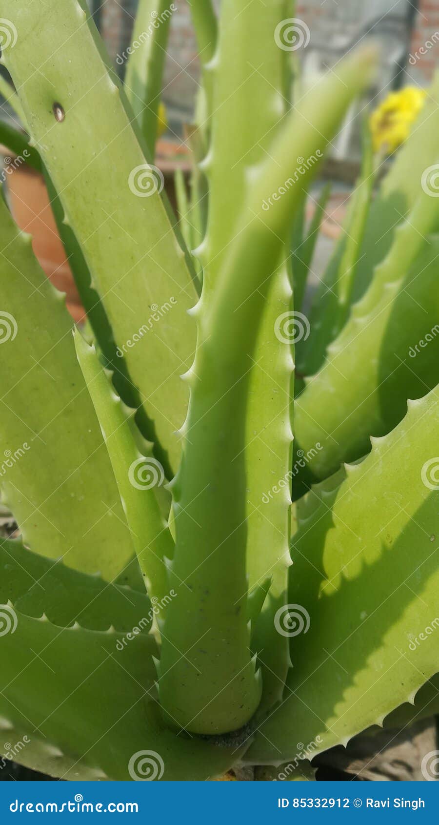 Alovera stock photo. Image of flowers, alovera, leaf - 85332912