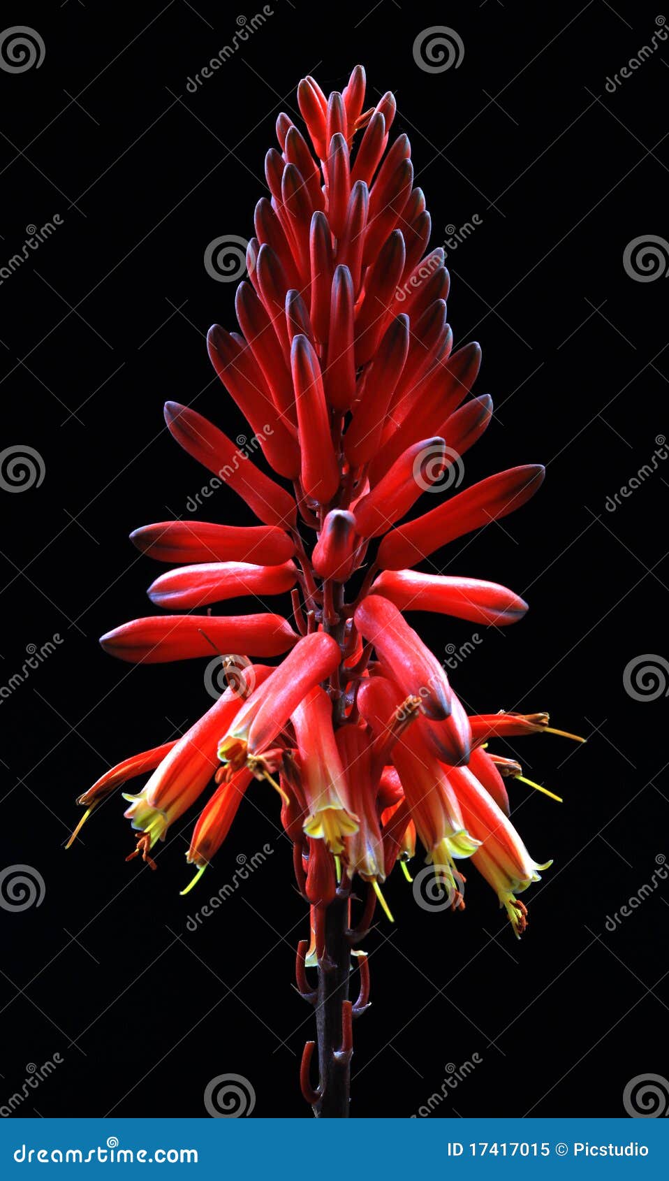 Alovera flowers stock image. Image of flowers, isolated - 17417015