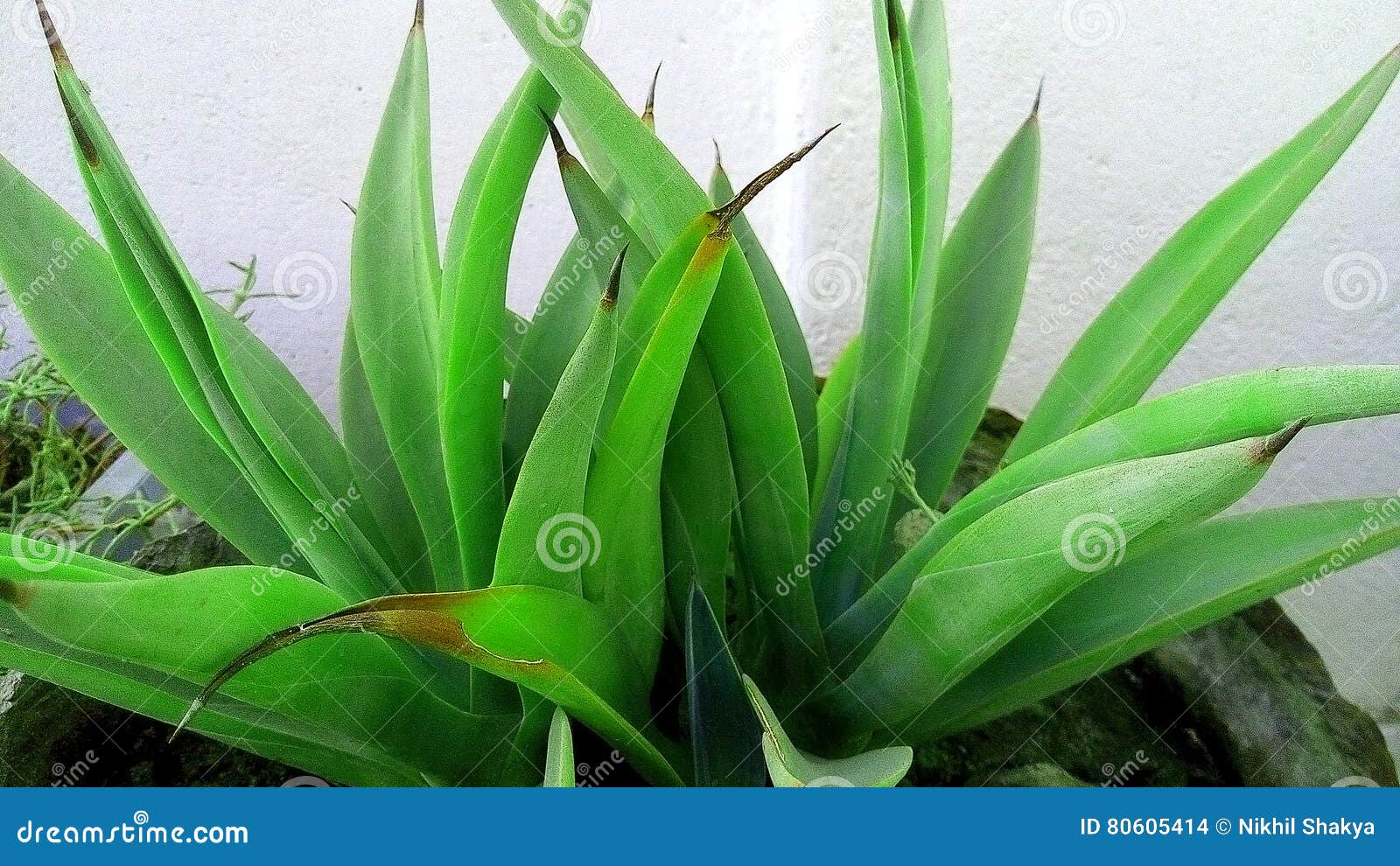 Alovera Stock Photos - Download 200 Royalty Free Photos