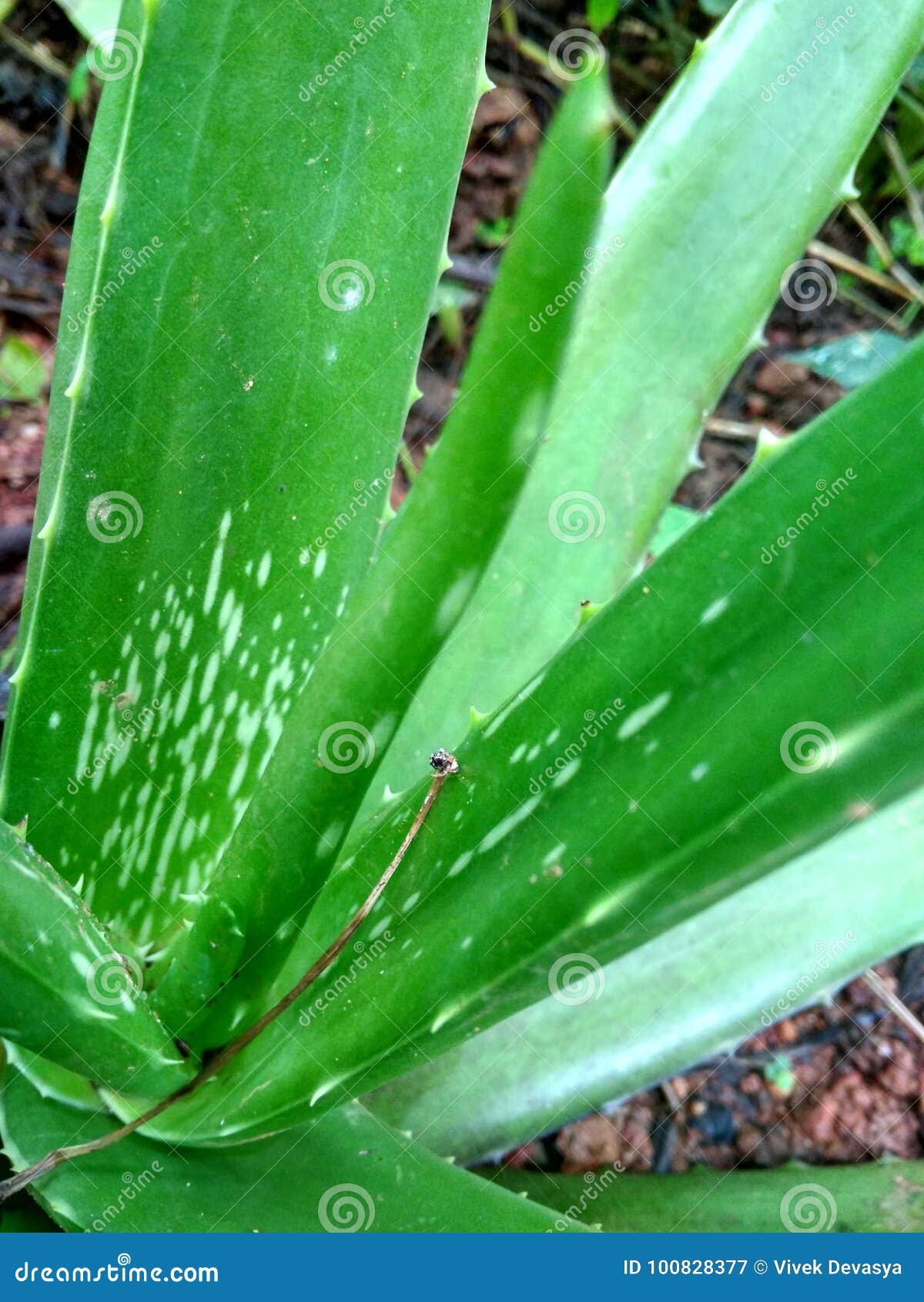 Alovera stock image. Image of asia, aloe, nature, agave - 100828377